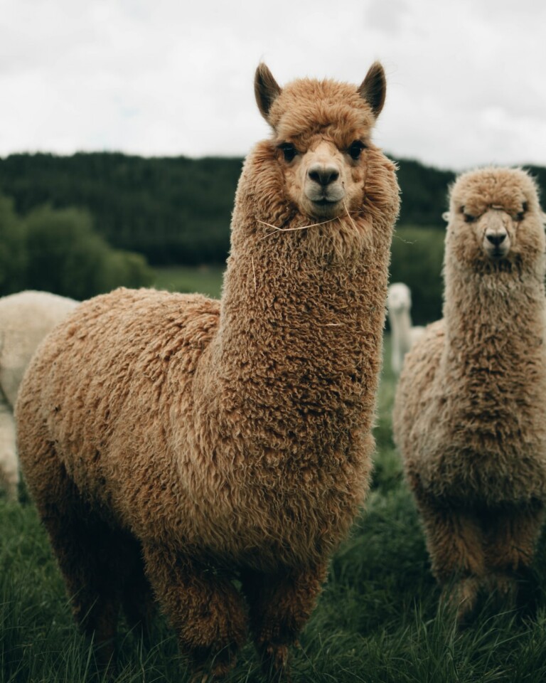 400 Best Names for Alpaca - Name Generator & Ideas - FluentSlang
