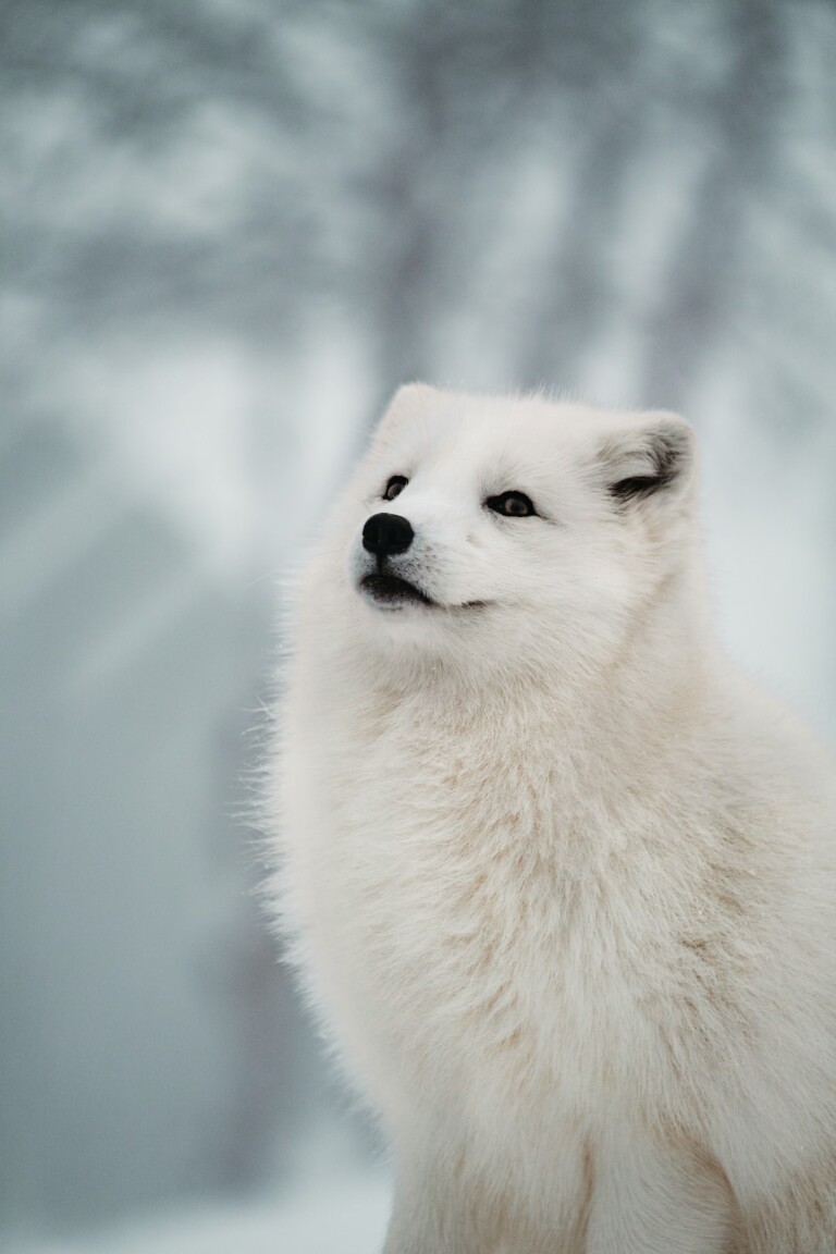 200 Best Names for Arctic Fox - Name Generator & Ideas - FluentSlang