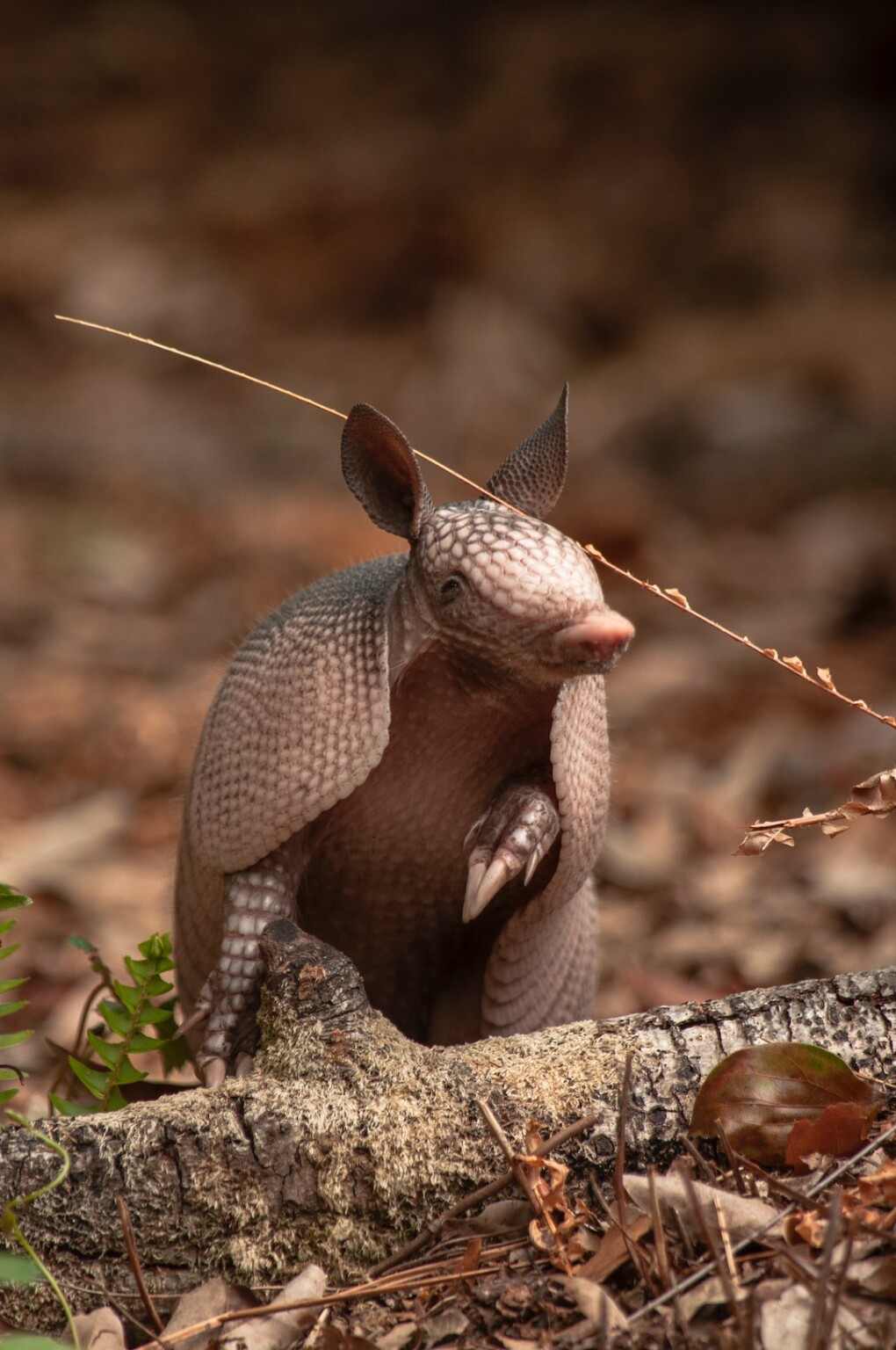 300 Best Names for Armadillo - Name Generator & Ideas - FluentSlang