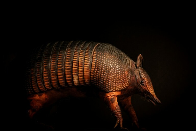 300 Best Names for Armadillo - Name Generator & Ideas - FluentSlang