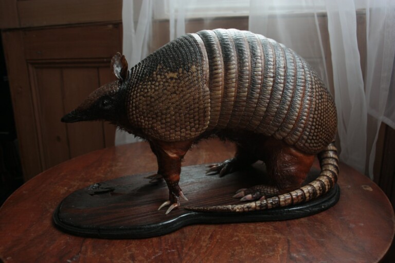 300 Best Names for Armadillo - Name Generator & Ideas - FluentSlang
