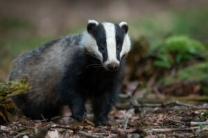 400 Best Names for Badger - Name Generator & Ideas - FluentSlang