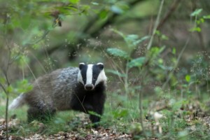 400 Best Names for Badger - Name Generator & Ideas - FluentSlang