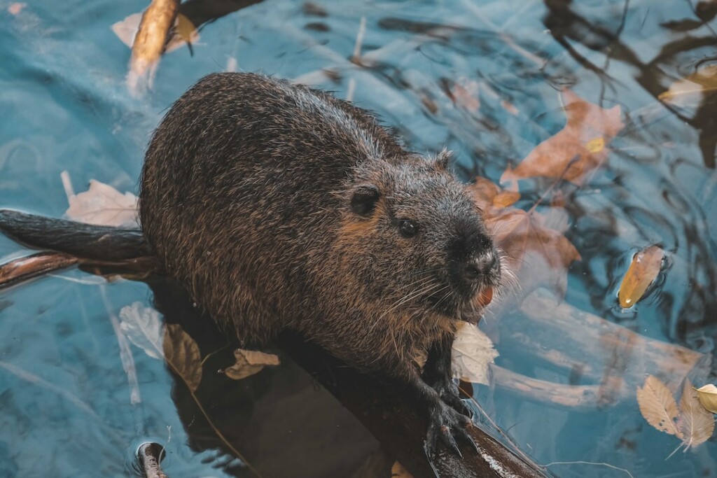 300 Best Names for Beaver - Name Generator & Ideas - FluentSlang