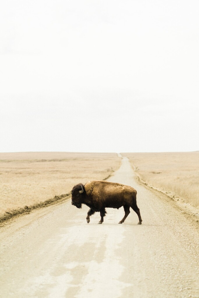 300 Best Names for Bison - Name Generator & Ideas - FluentSlang