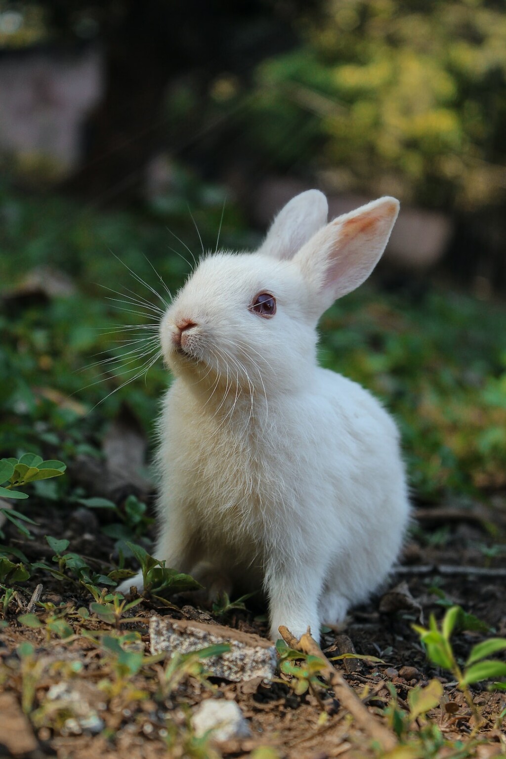 400 Best Names for Bunny - Name Generator & Ideas - FluentSlang