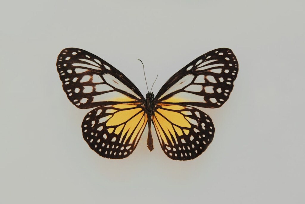 300 Best Names for Butterfly - Name Generator & Ideas - FluentSlang