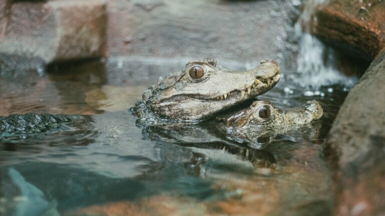 500 Best Names for Caiman - Name Generator & Ideas - FluentSlang