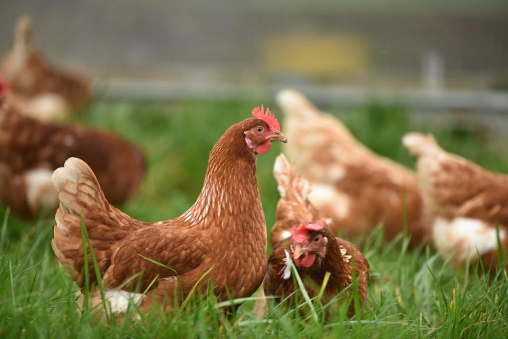 300 Best Names for Chicken - Name Generator & Ideas - FluentSlang