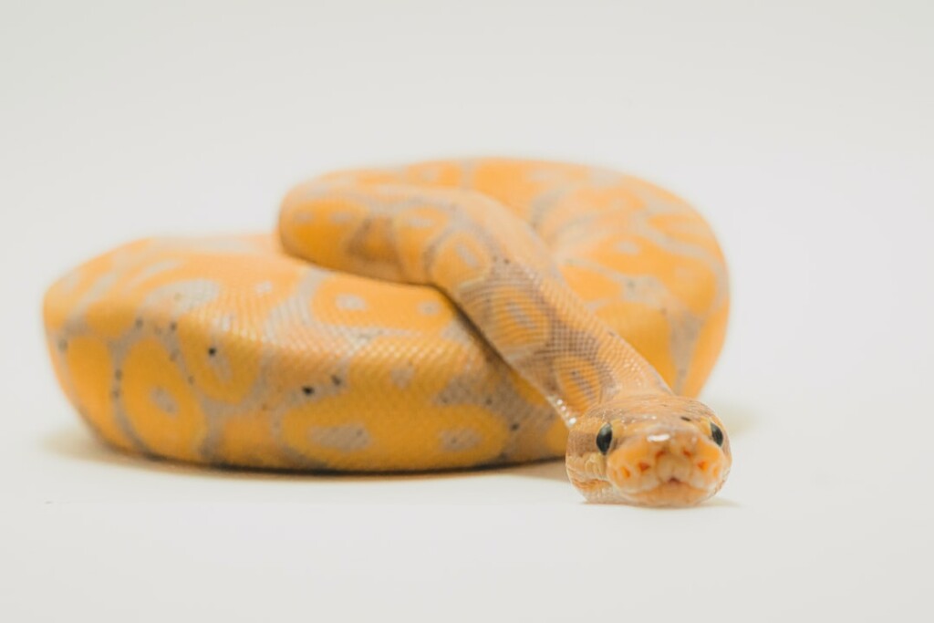 300 Best Names for Coral Snake - Name Generator & Ideas - FluentSlang