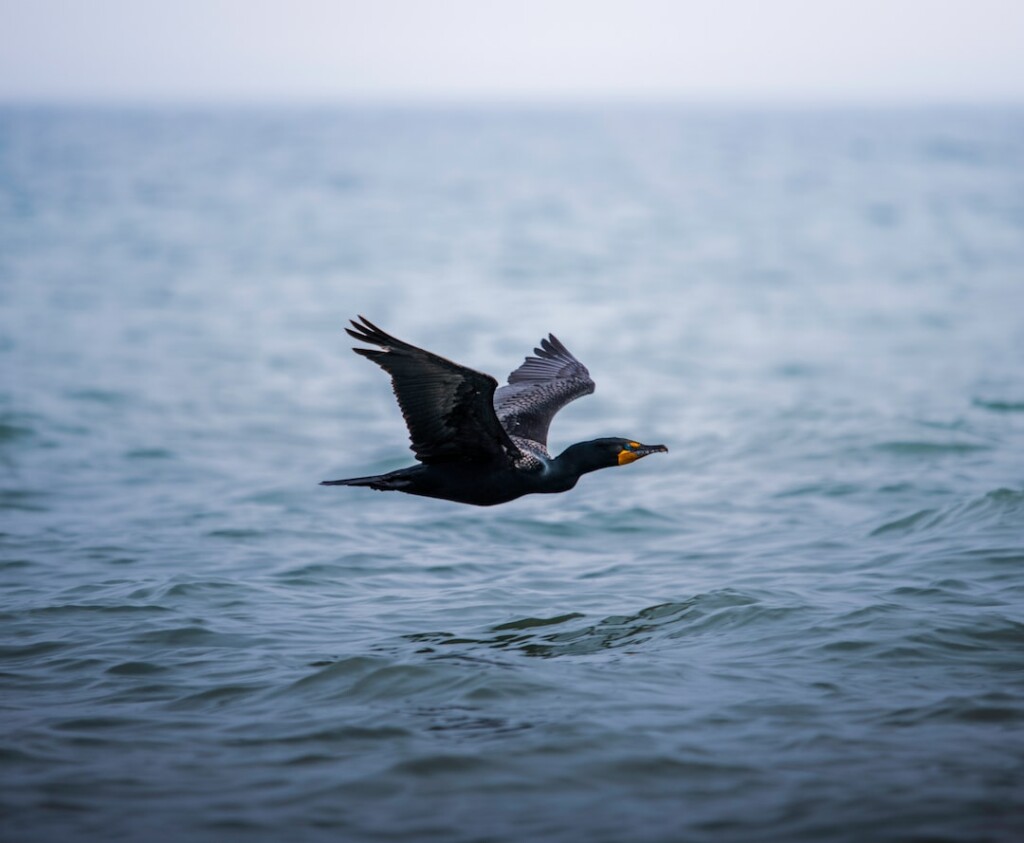 300 Best Names for Cormorant - Name Generator & Ideas - FluentSlang