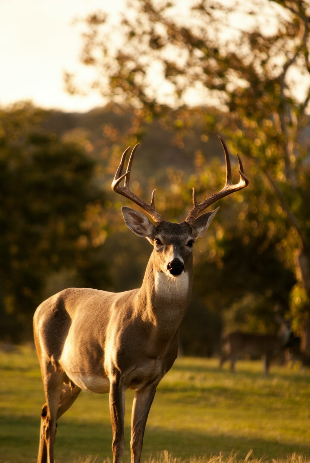 300 Best Names for Deer - Name Generator & Ideas - FluentSlang