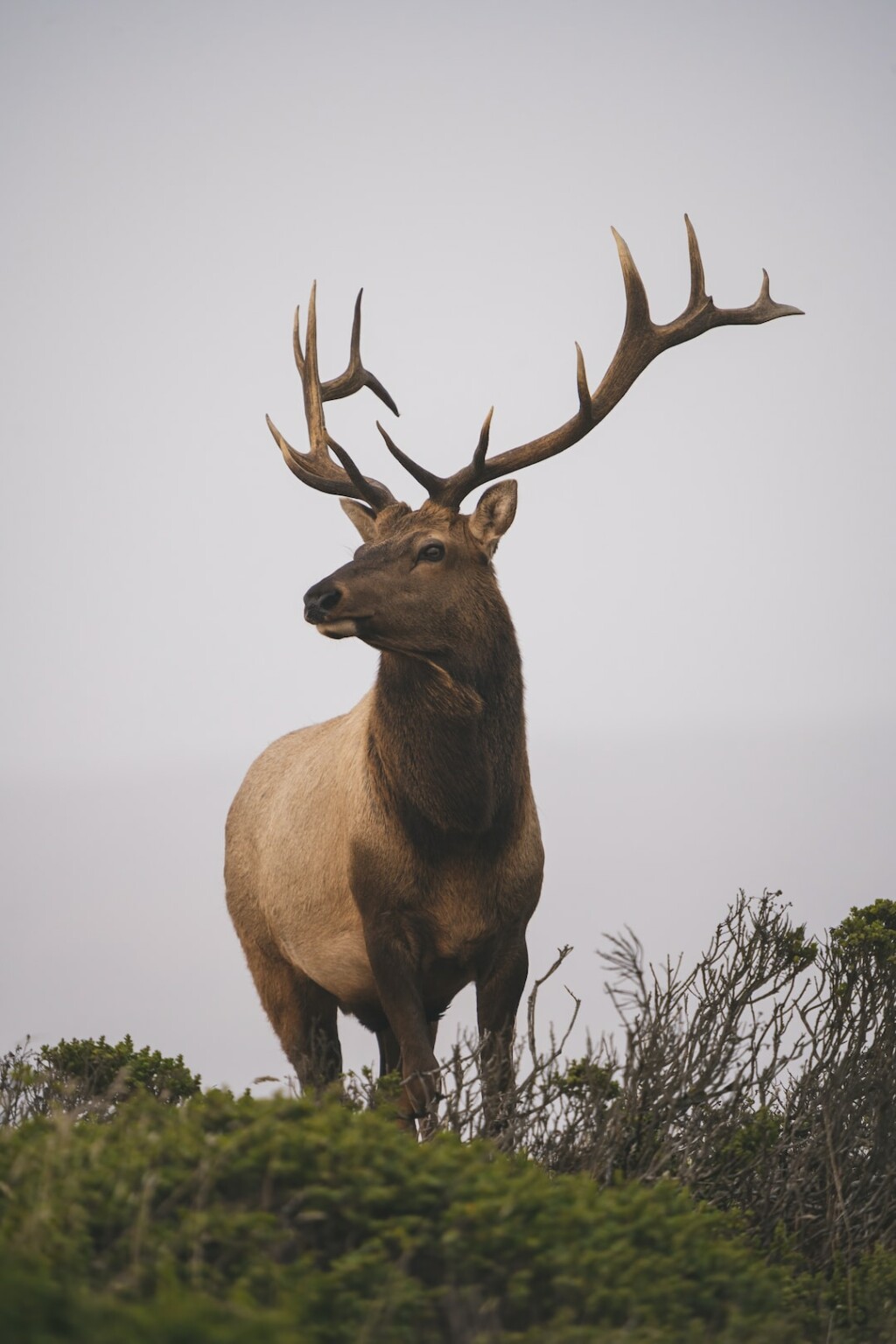 300 Best Names for Deer - Name Generator & Ideas - FluentSlang