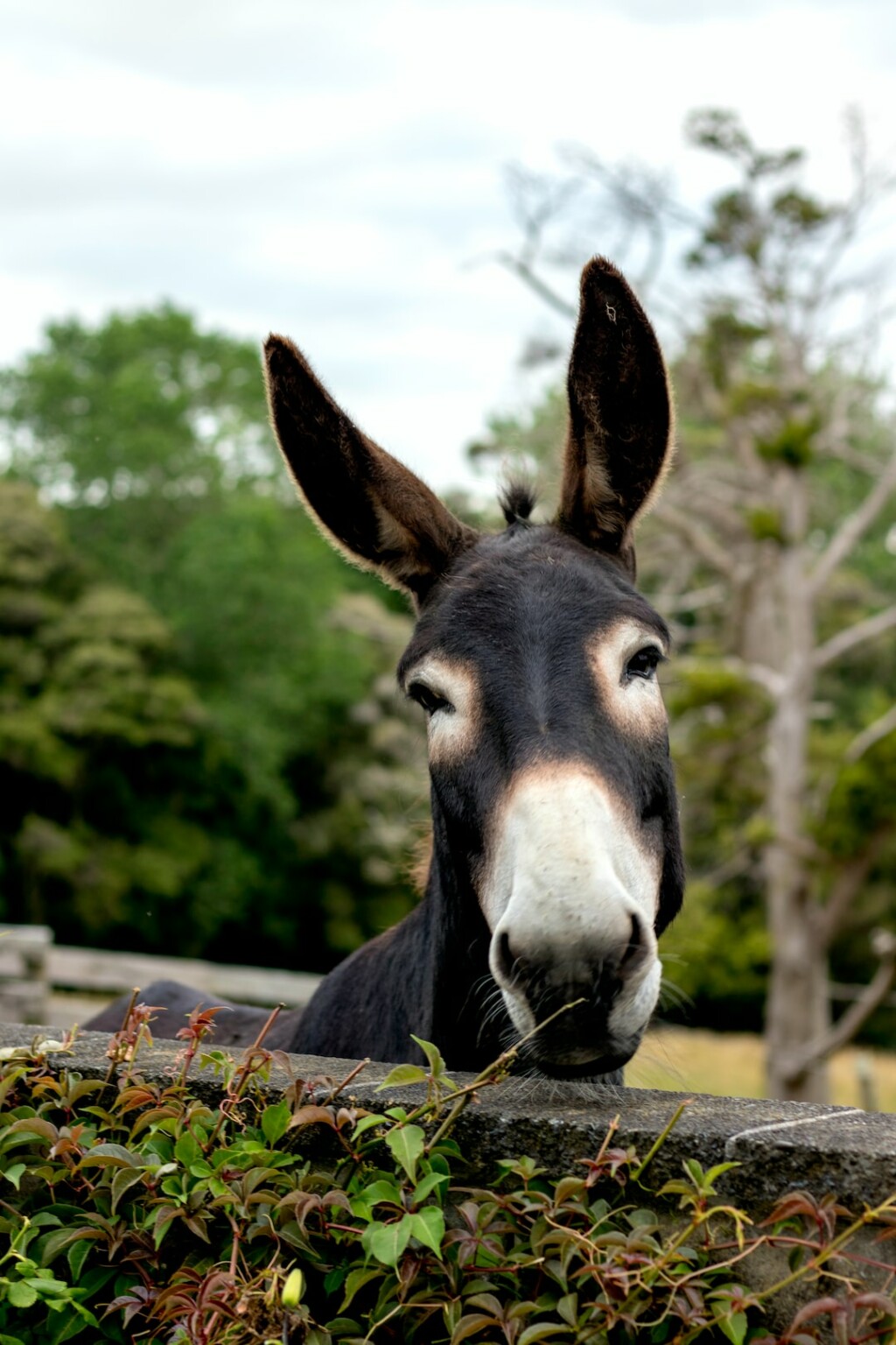 500 Best Names for Donkey - Name Generator & Ideas - FluentSlang