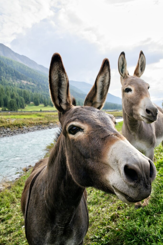 500 Best Names for Donkey - Name Generator & Ideas - FluentSlang