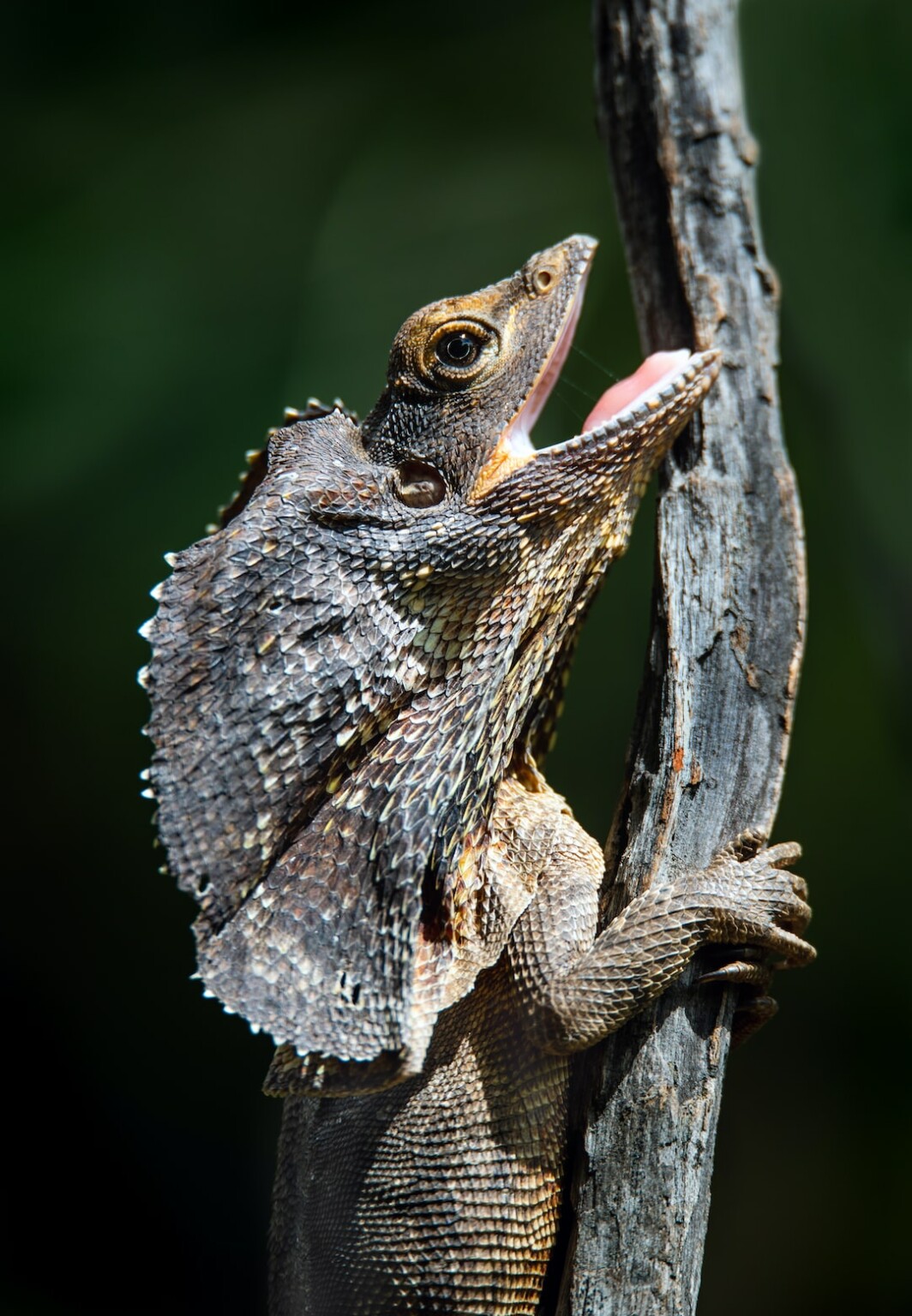 400 Best Names for Frilled Lizard - Name Generator & Ideas - FluentSlang