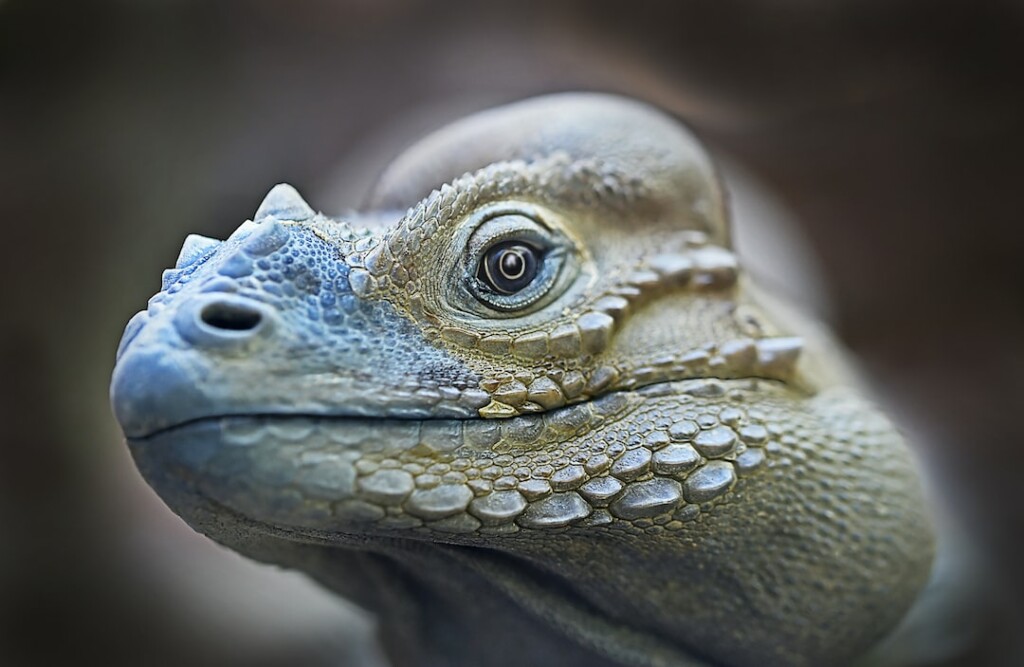 400 Best Names for Frilled Lizard - Name Generator & Ideas - FluentSlang