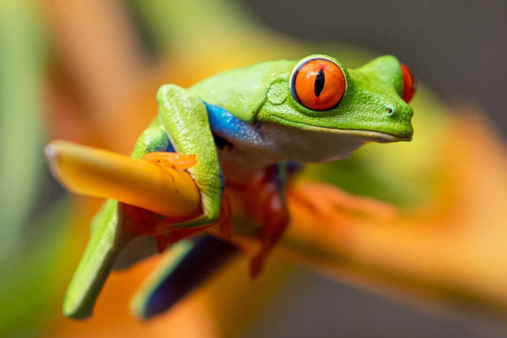 400 Best Names for Frog - Name Generator & Ideas - FluentSlang