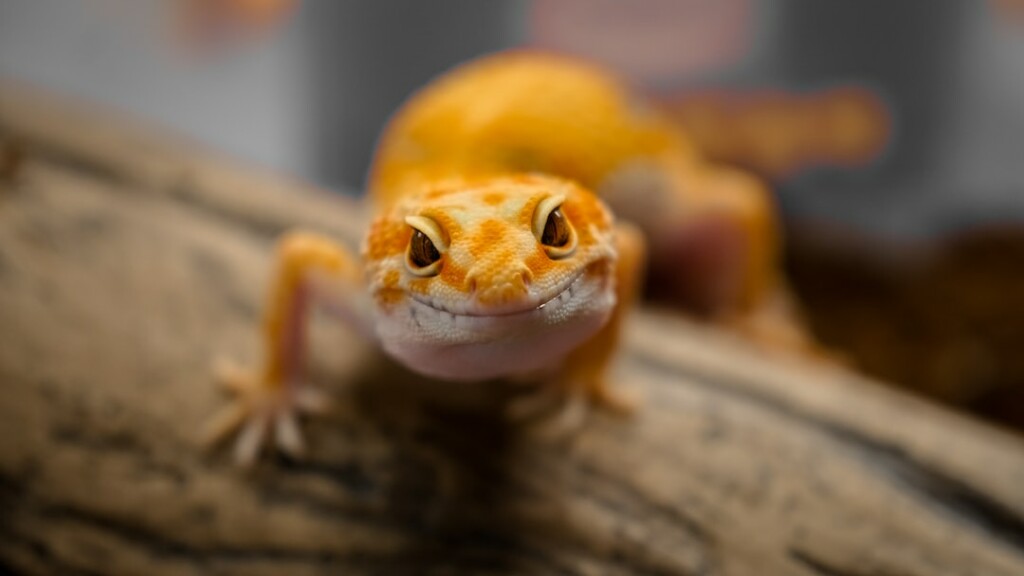 300 Best Names for Gecko - Name Generator & Ideas - FluentSlang