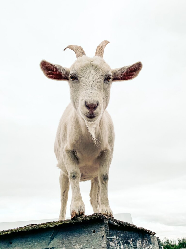 300 Best Names for Goat - Name Generator & Ideas - FluentSlang