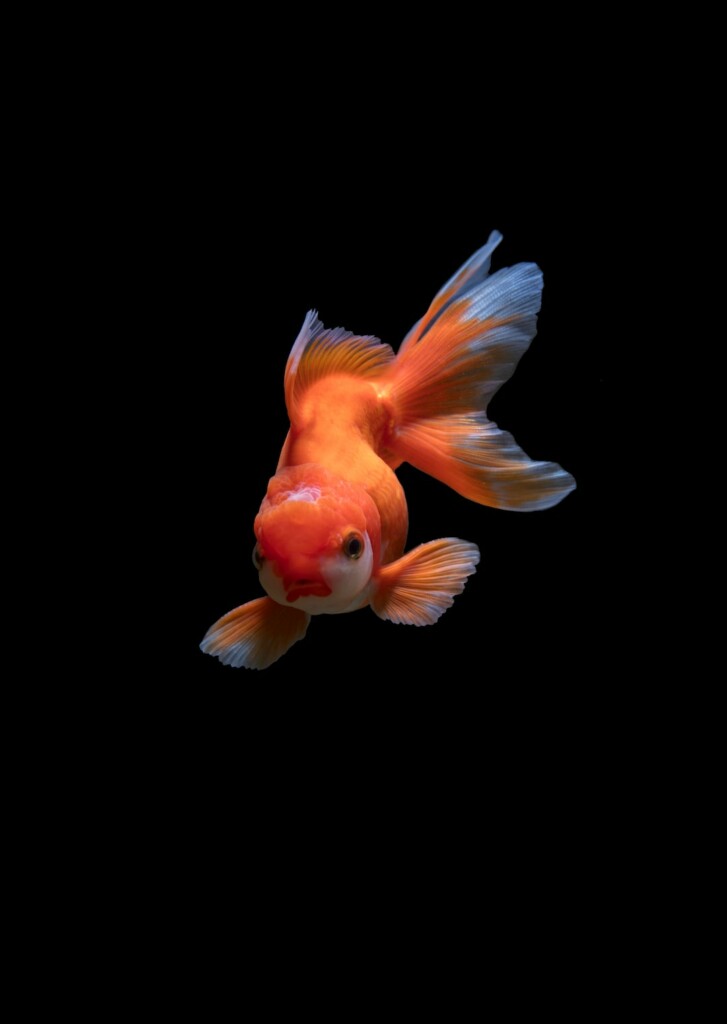 200 Best Names for Goldfish - Name Generator & Ideas - FluentSlang