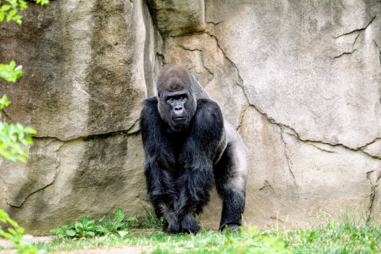 300 Best Names for Gorilla - Name Generator & Ideas - FluentSlang