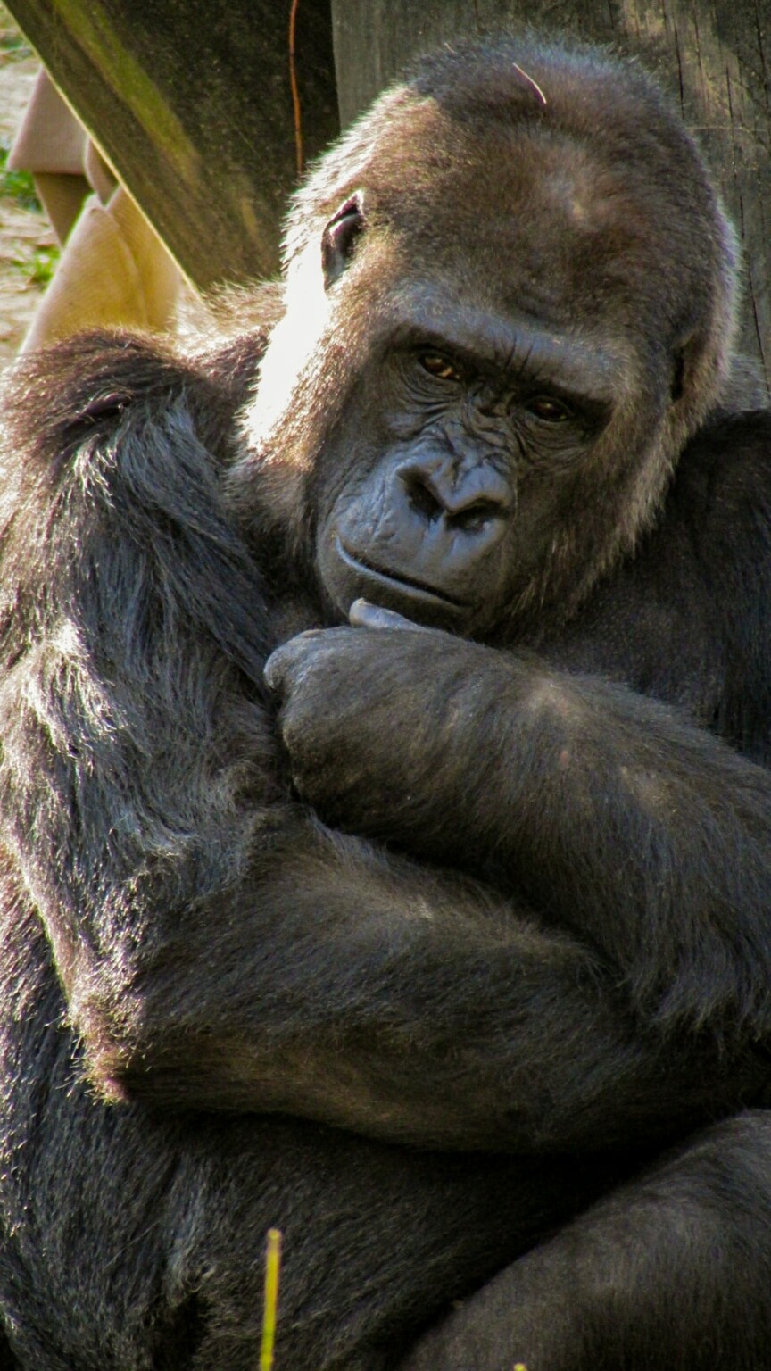 300 Best Names for Gorilla - Name Generator & Ideas - FluentSlang
