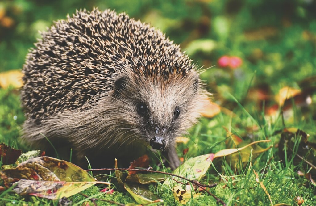 300 Best Names for Hedgehog - Name Generator & Ideas - FluentSlang