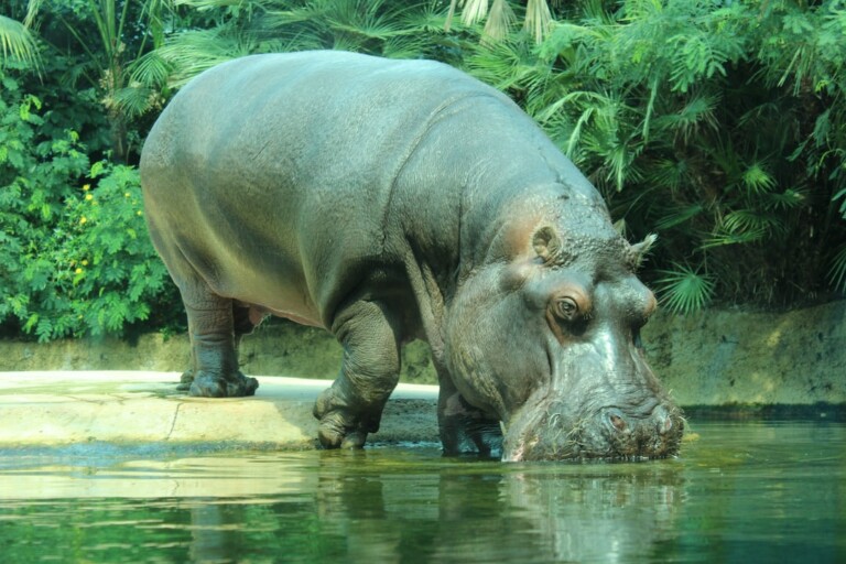 400 Best Names for Hippo - Name Generator & Ideas - FluentSlang