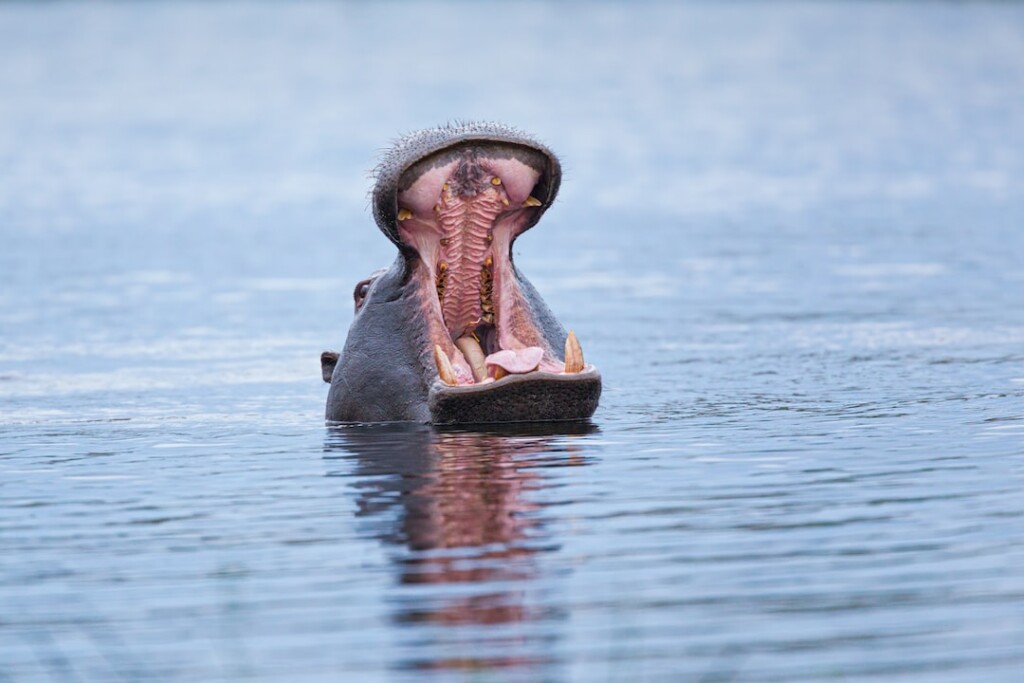 400 Best Names for Hippo - Name Generator & Ideas - FluentSlang