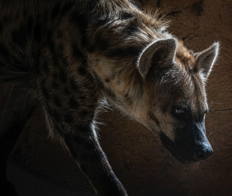 300 Best Names for Hyena - Name Generator & Ideas - FluentSlang