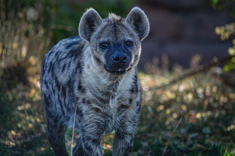 300 Best Names for Hyena - Name Generator & Ideas - FluentSlang