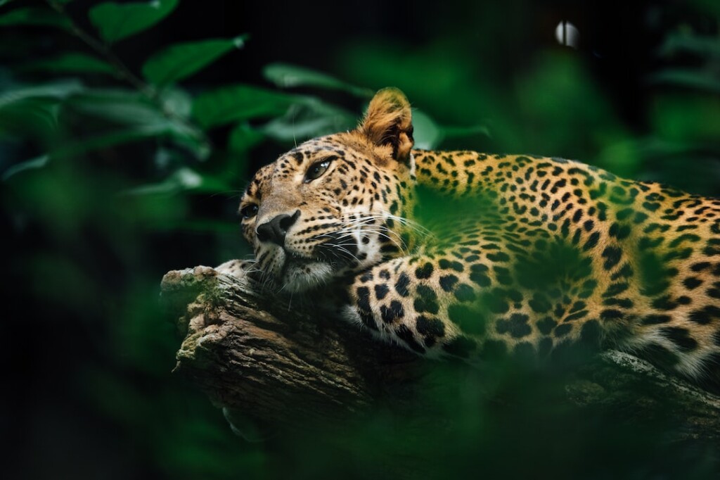 400 Best Names for Jaguar - Name Generator & Ideas - FluentSlang