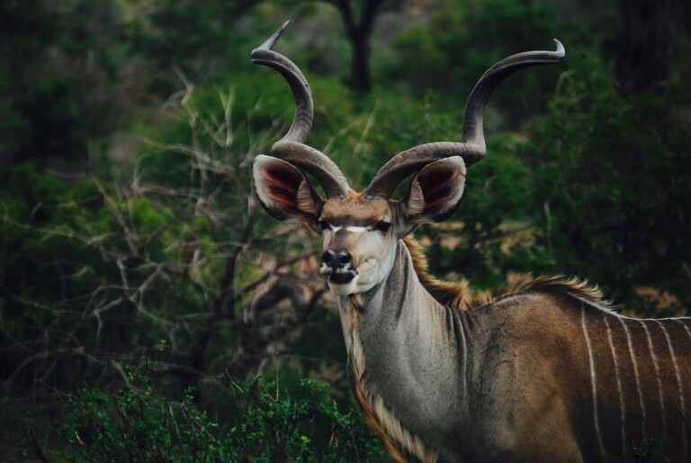 400 Best Names for Kudu - Name Generator & Ideas - FluentSlang