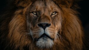 300 Best Names for Lion - Name Generator & Ideas - FluentSlang