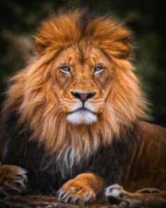 300 Best Names for Lion - Name Generator & Ideas - FluentSlang