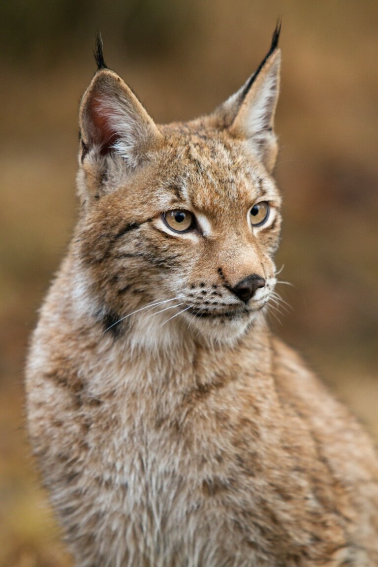 200 Best Names for Lynx - Name Generator & Ideas - FluentSlang