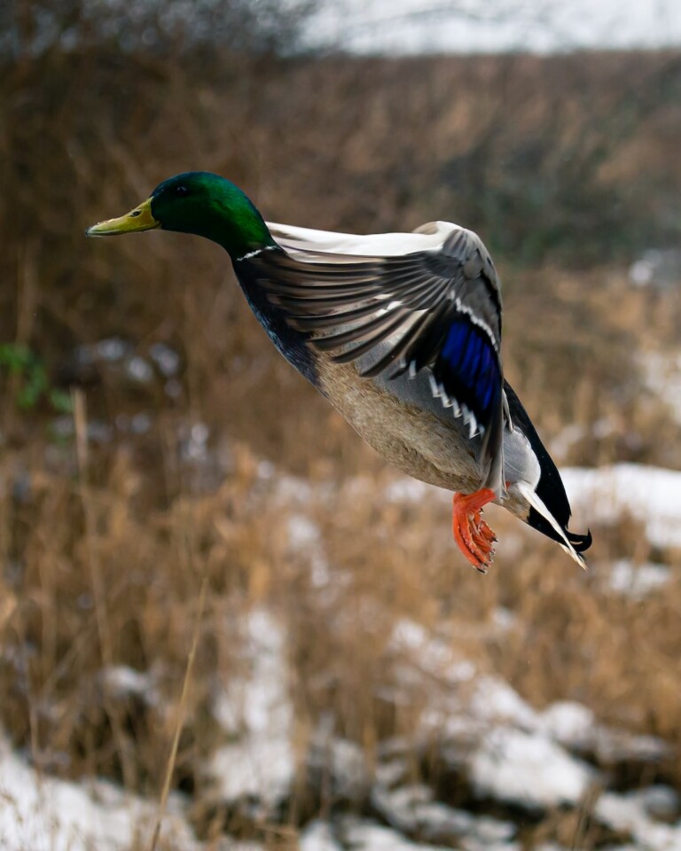 300 Best Names for Mallard - Name Generator & Ideas - FluentSlang