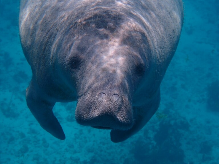 300-best-names-for-manatee-name-generator-ideas-fluentslang
