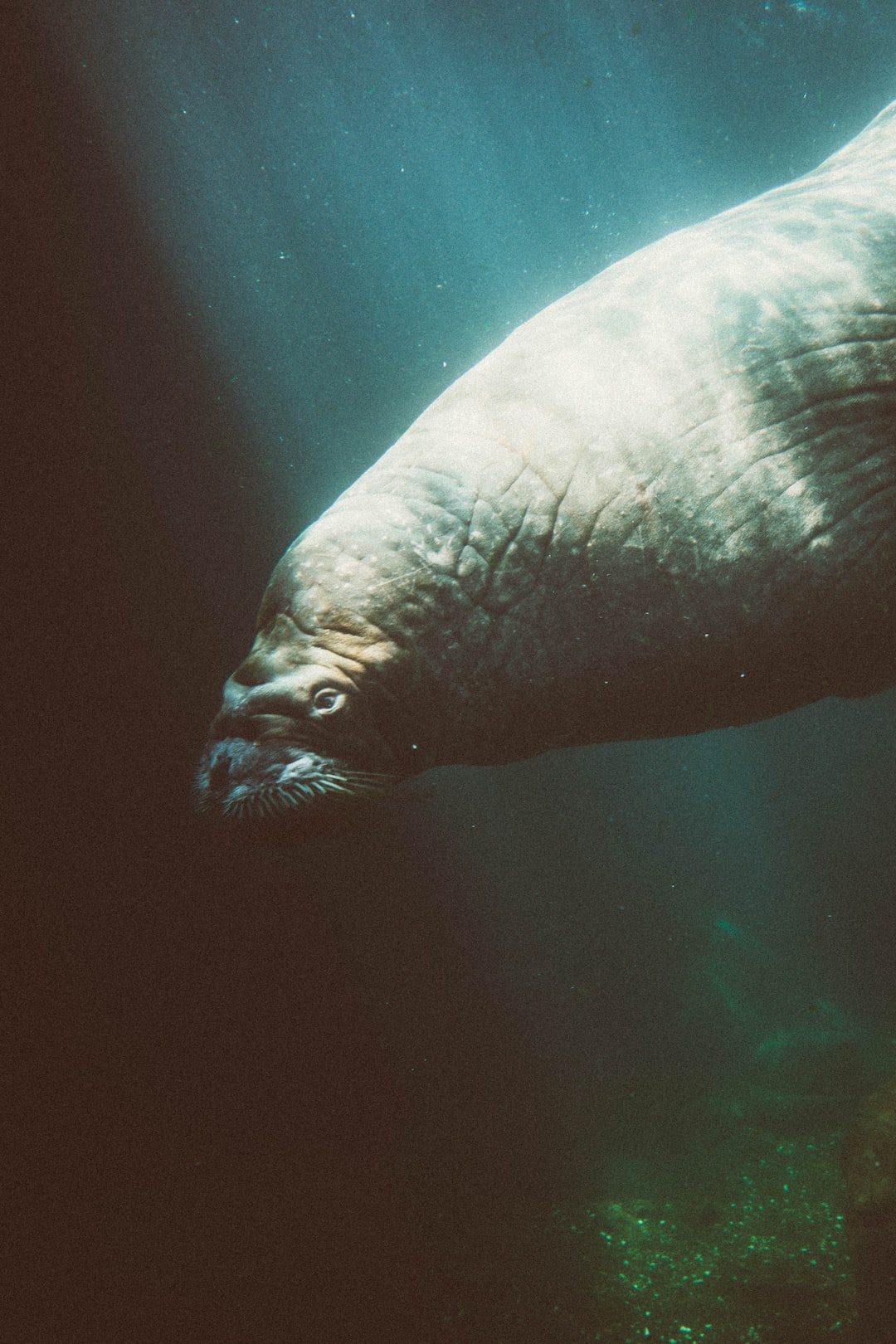 300 Best Names For Manatee Name Generator Ideas FluentSlang 300 Best Names For Manatee Name Generator Ideas FluentSlang
