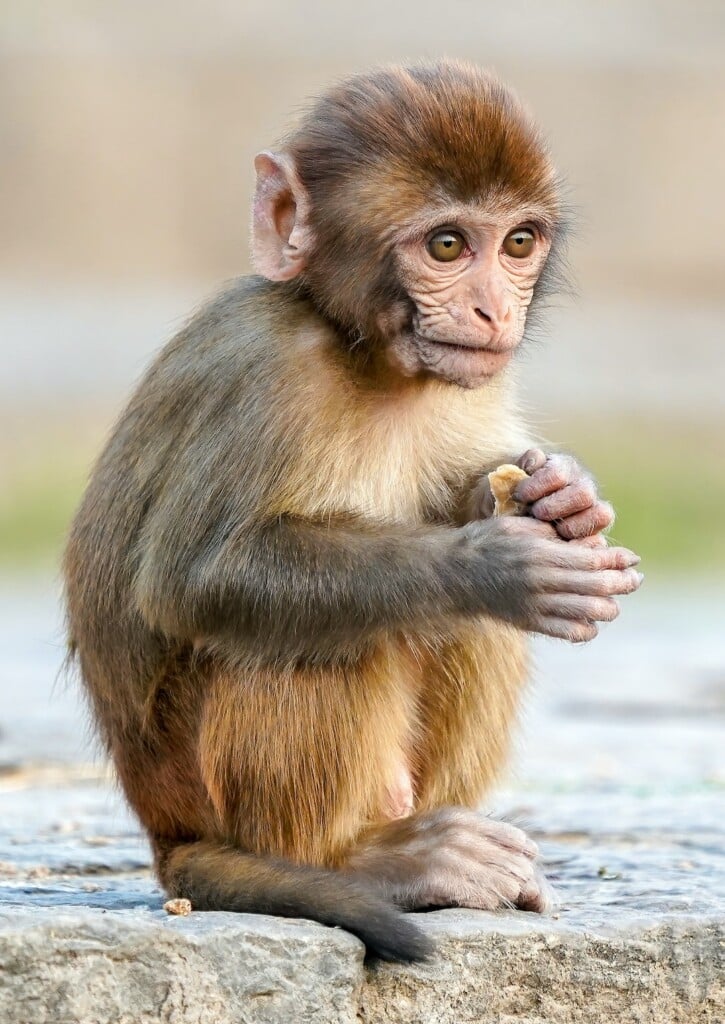 300 Best Names for Monkey - Name Generator & Ideas - FluentSlang