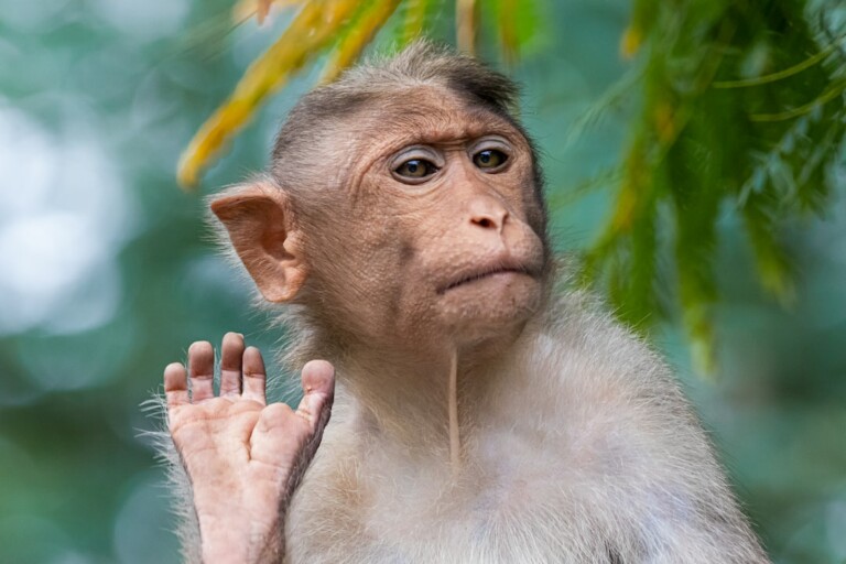 300 Best Names for Monkey - Name Generator & Ideas - FluentSlang