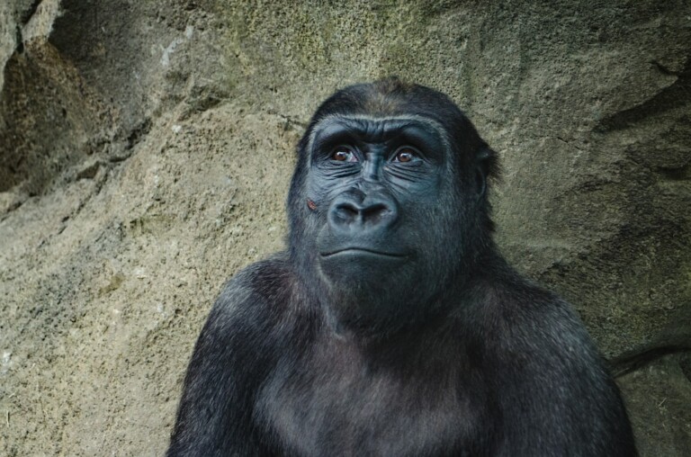 300 Best Names for Monkey - Name Generator & Ideas - FluentSlang