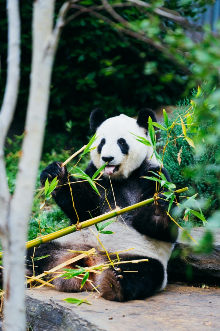 200 Best Names for Panda - Name Generator & Ideas - FluentSlang