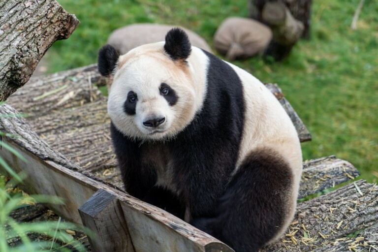 200 Best Names for Panda - Name Generator & Ideas - FluentSlang