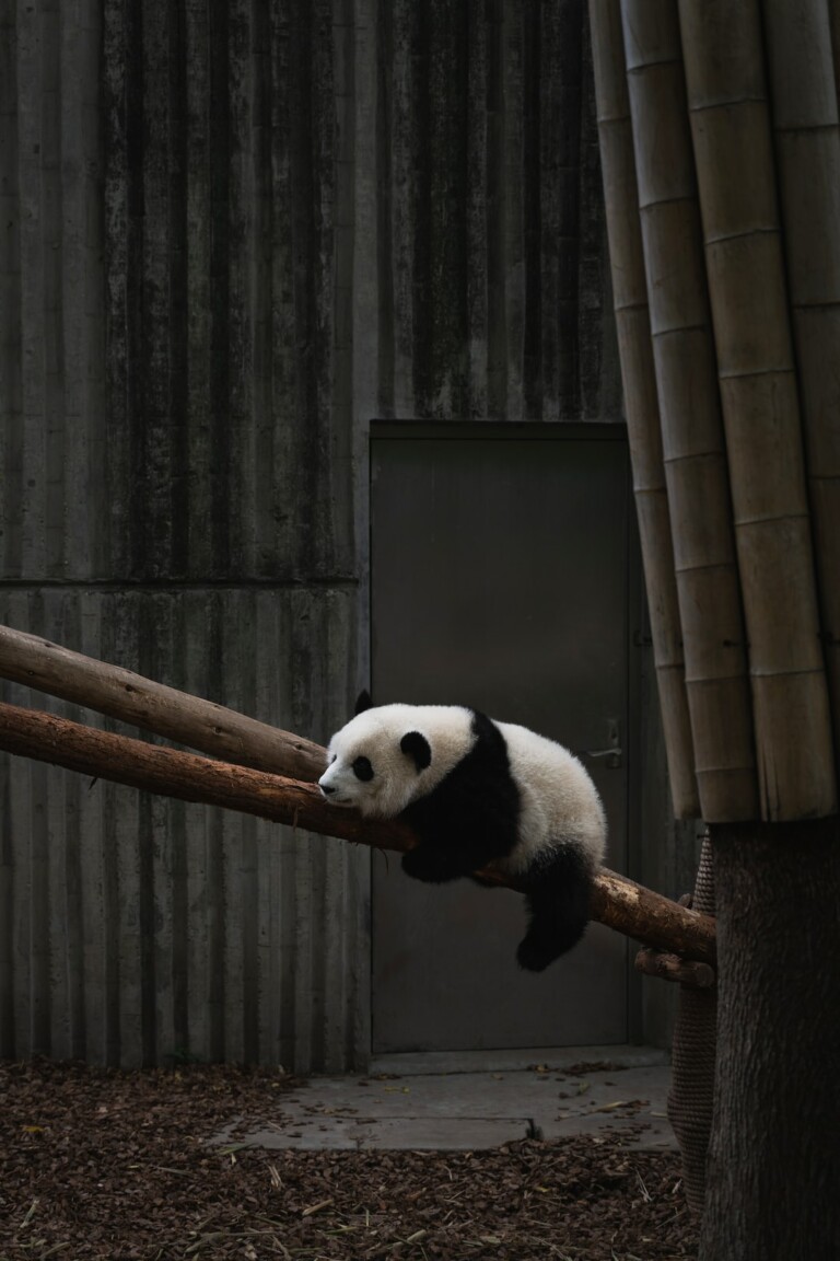 200 Best Names for Panda - Name Generator & Ideas - FluentSlang