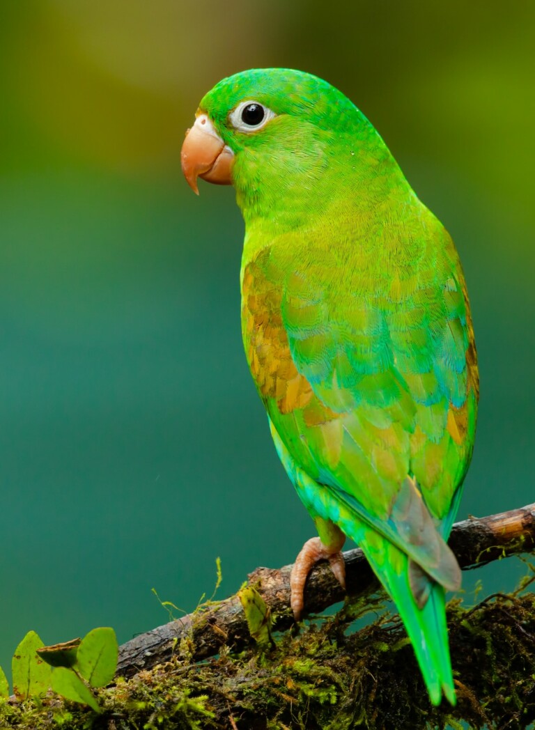 400 Best Names for Parrot - Name Generator & Ideas - FluentSlang
