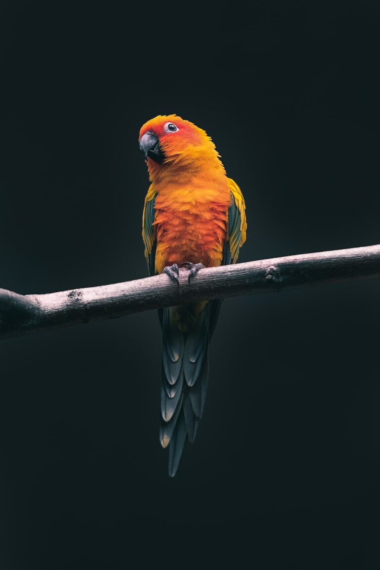 400 Best Names for Parrot - Name Generator & Ideas - FluentSlang