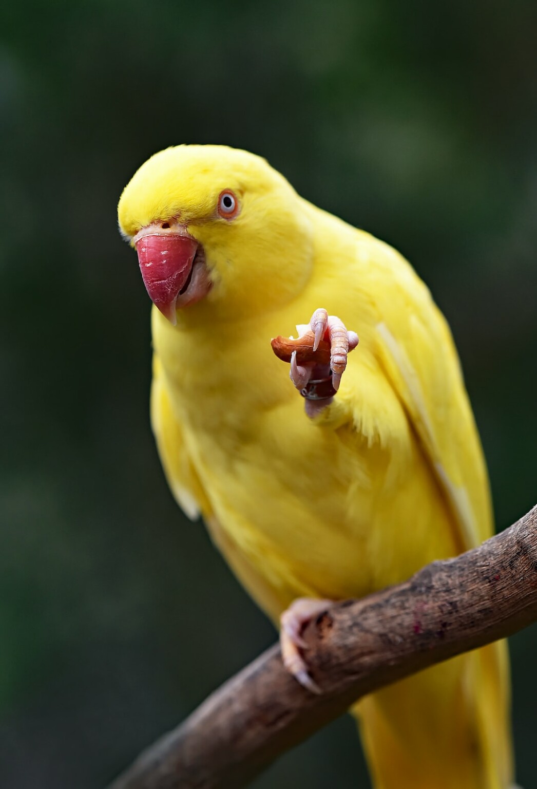 400 Best Names for Parrot - Name Generator & Ideas - FluentSlang