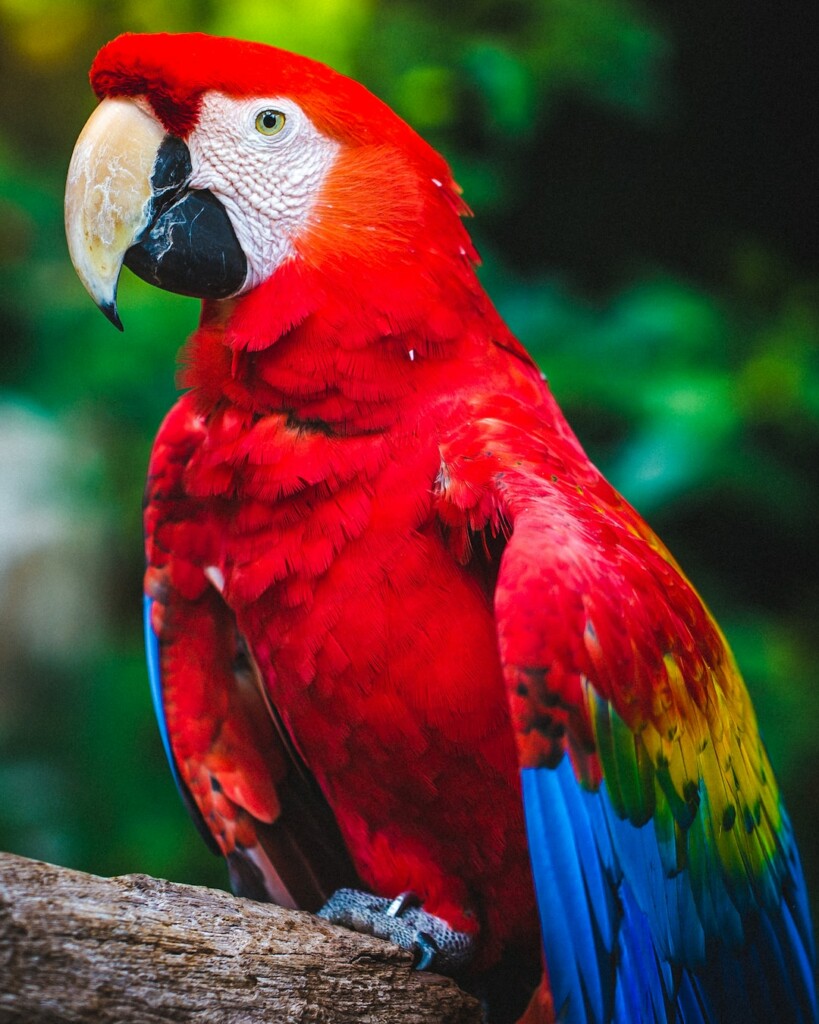 200 Best Names for Parrot - Name Generator & Ideas - FluentSlang